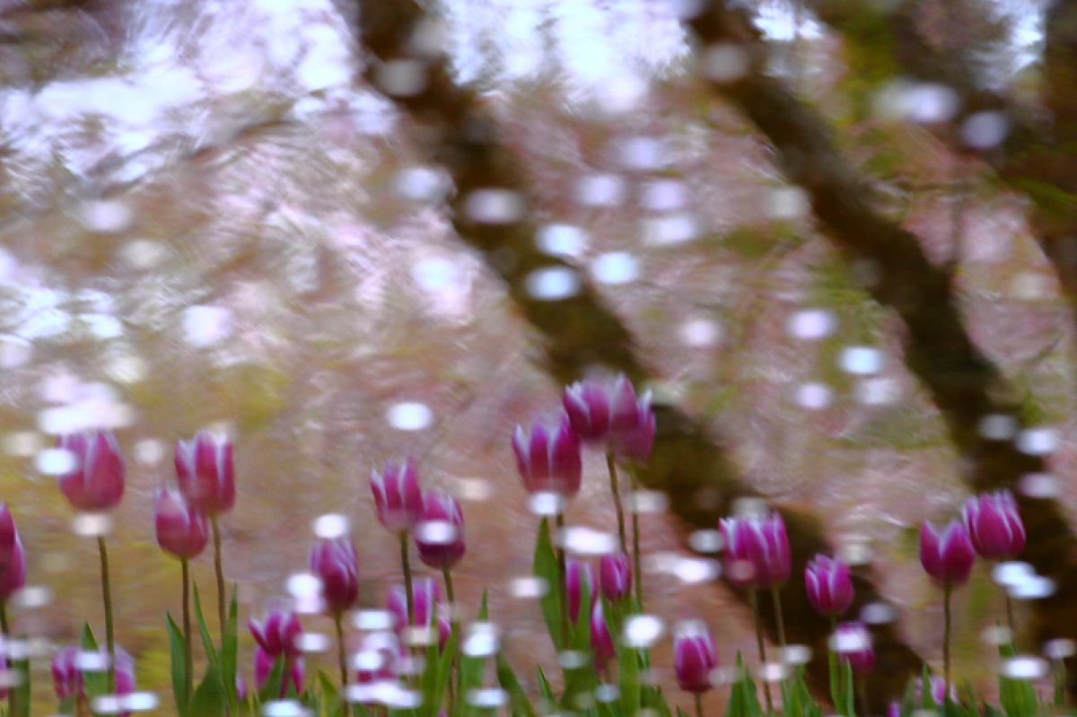 さくら舞う季節 | GANREF