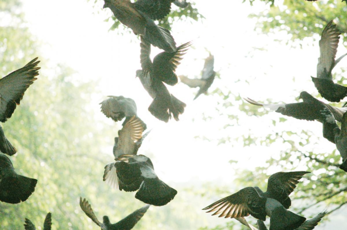 ハト0430_Part2 - 006.j | GANREF