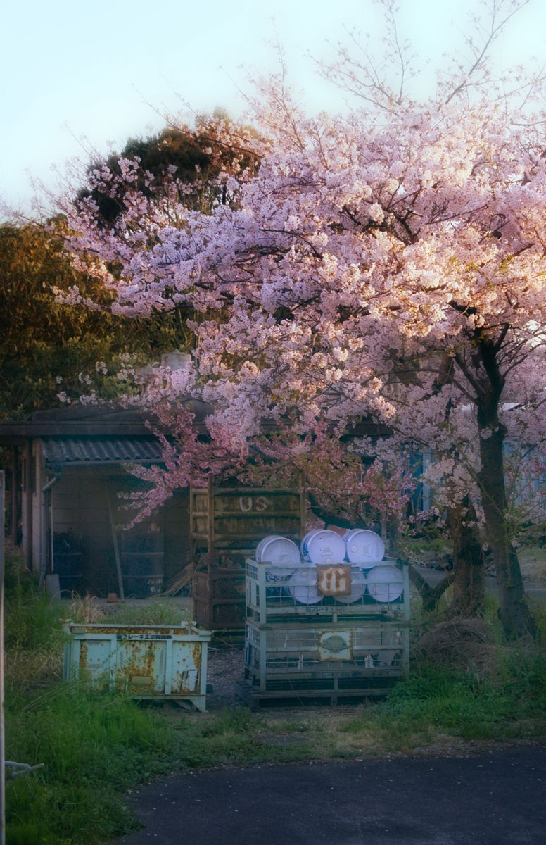 花影のUS | GANREF