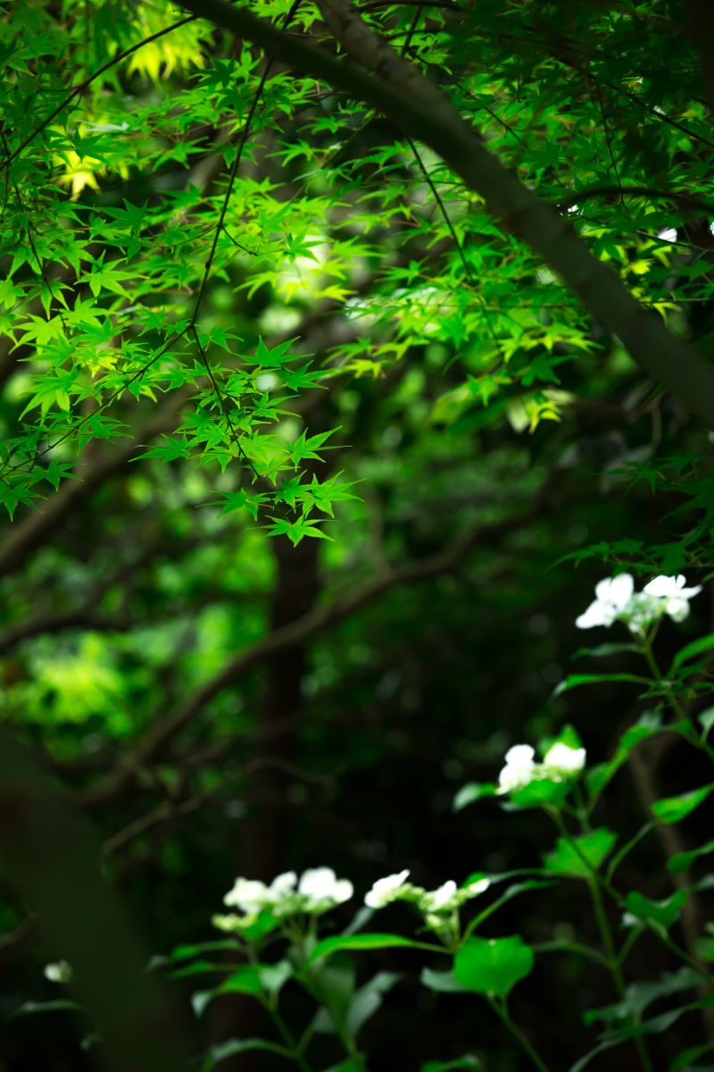 やさしいひかり | GANREF