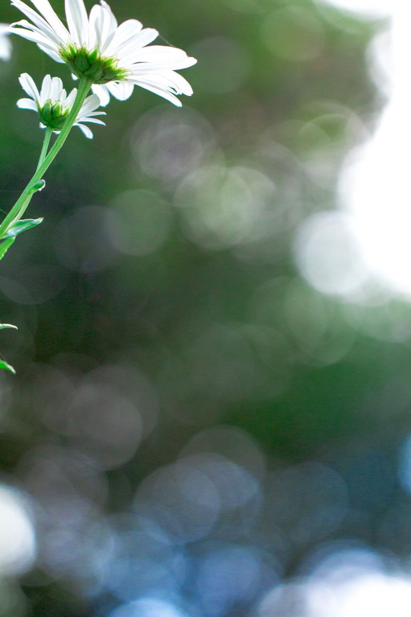 木漏れ日さんぽ | GANREF