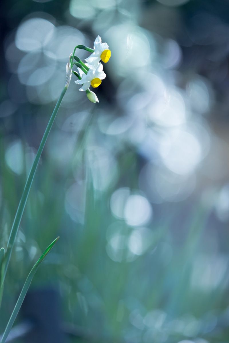 水仙のかおり | GANREF