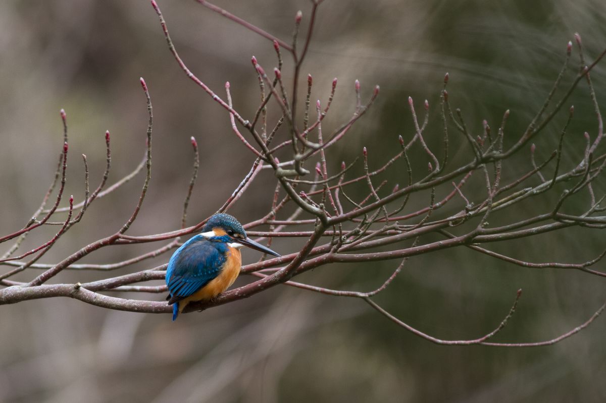 カワセミ | GANREF