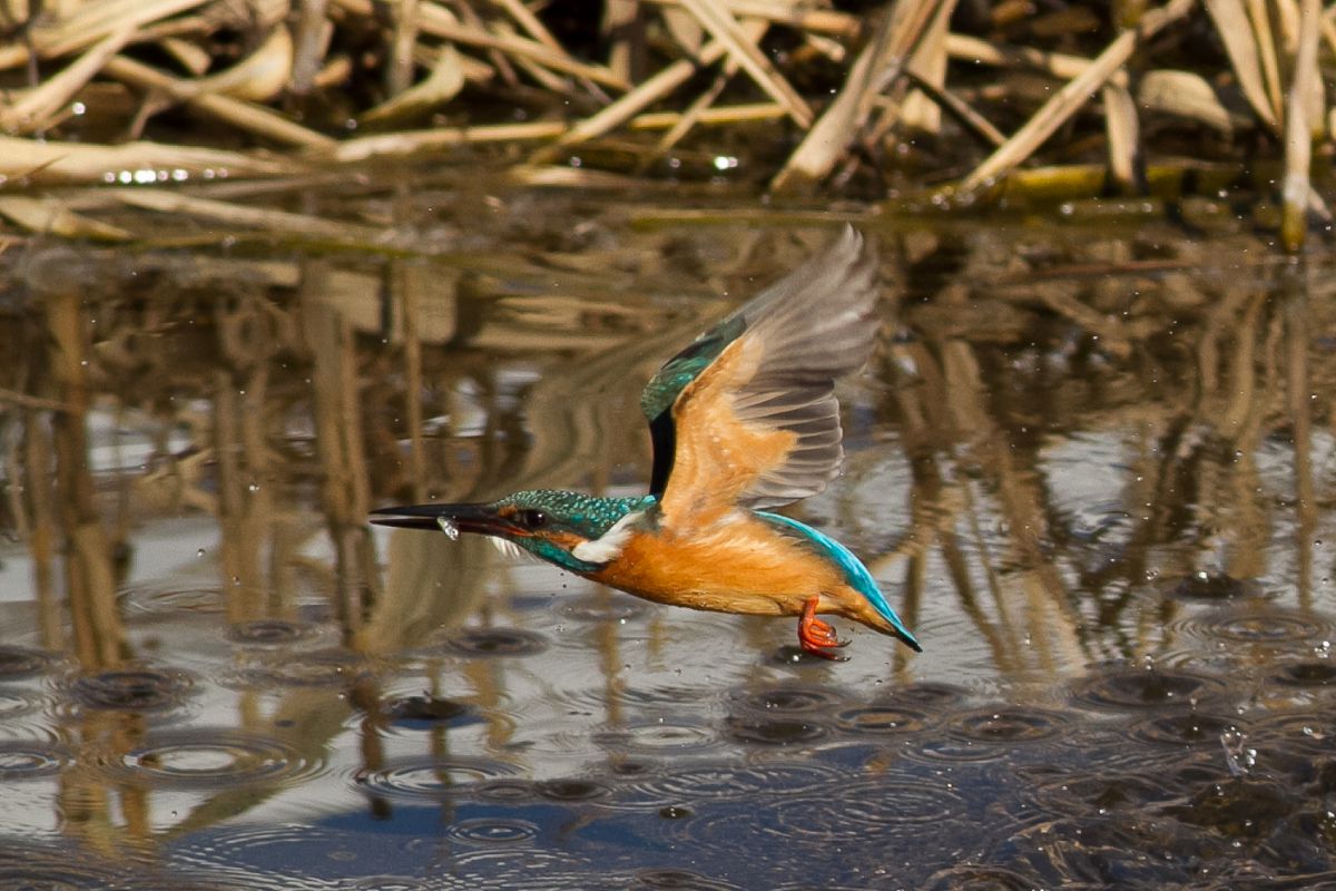小魚 get! | GANREF