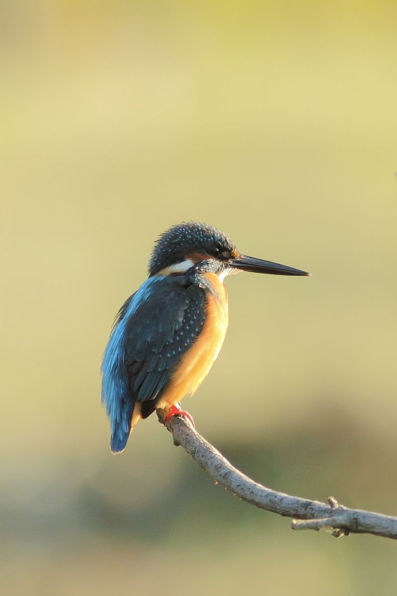 2011 10 27 カワセミ | GANREF