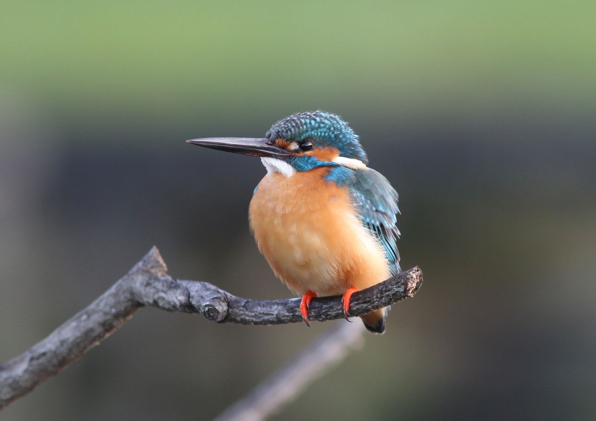 2011 04 24 カワセミ | GANREF