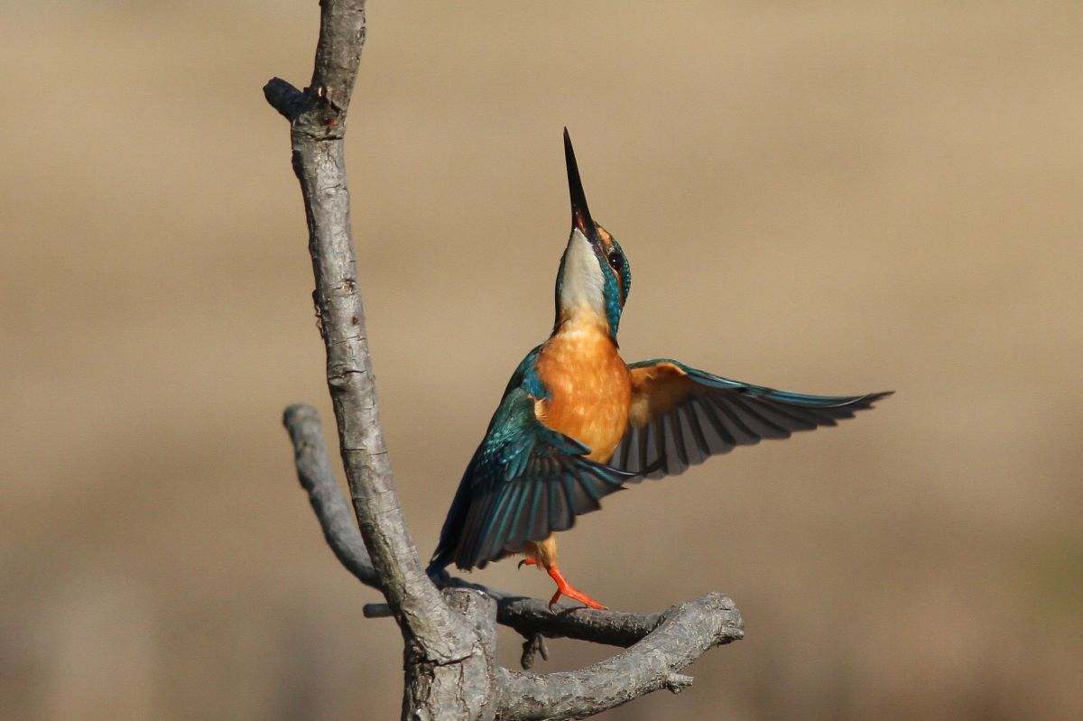 Shall we dance ? | GANREF