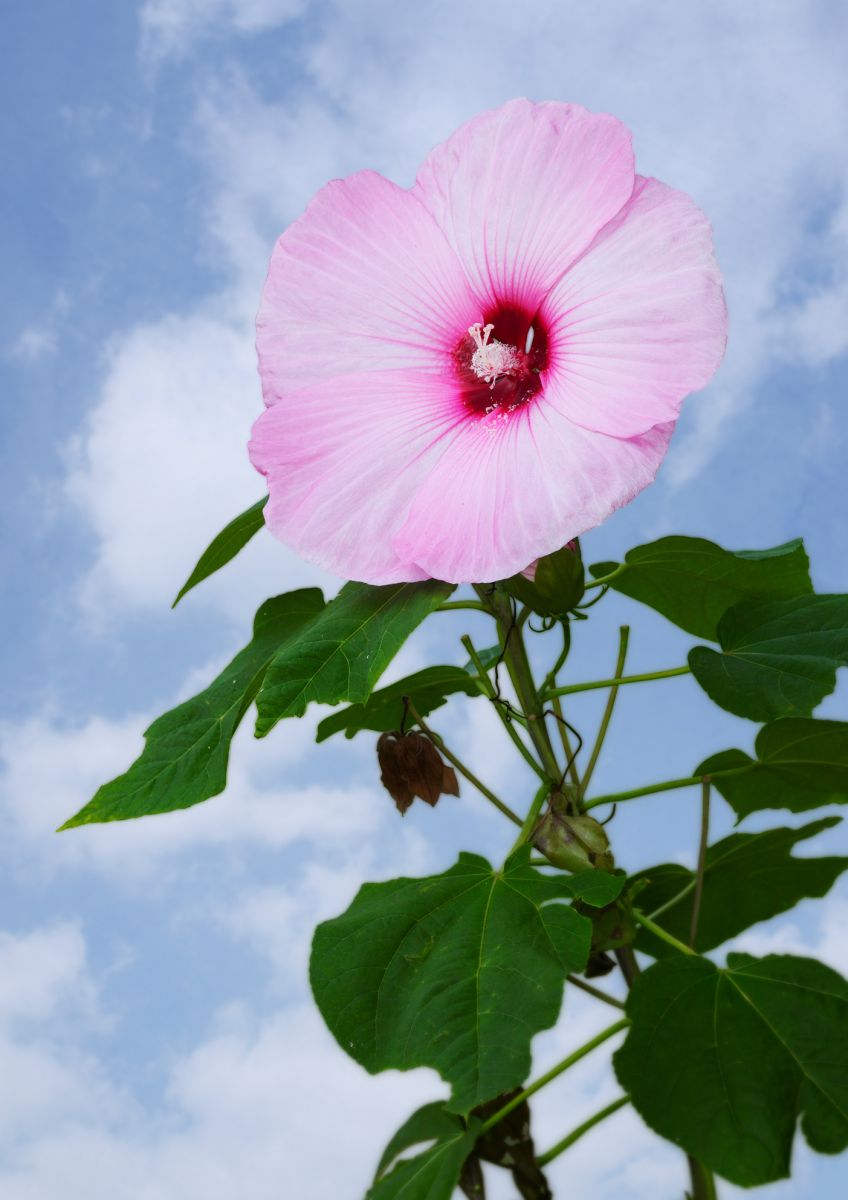 0026芙蓉012 | GANREF