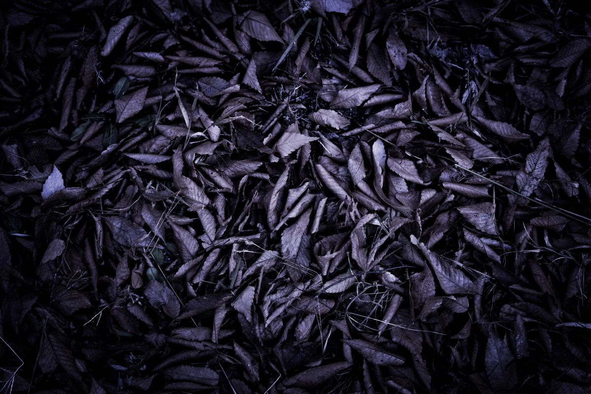 Frozen Leaves | GANREF