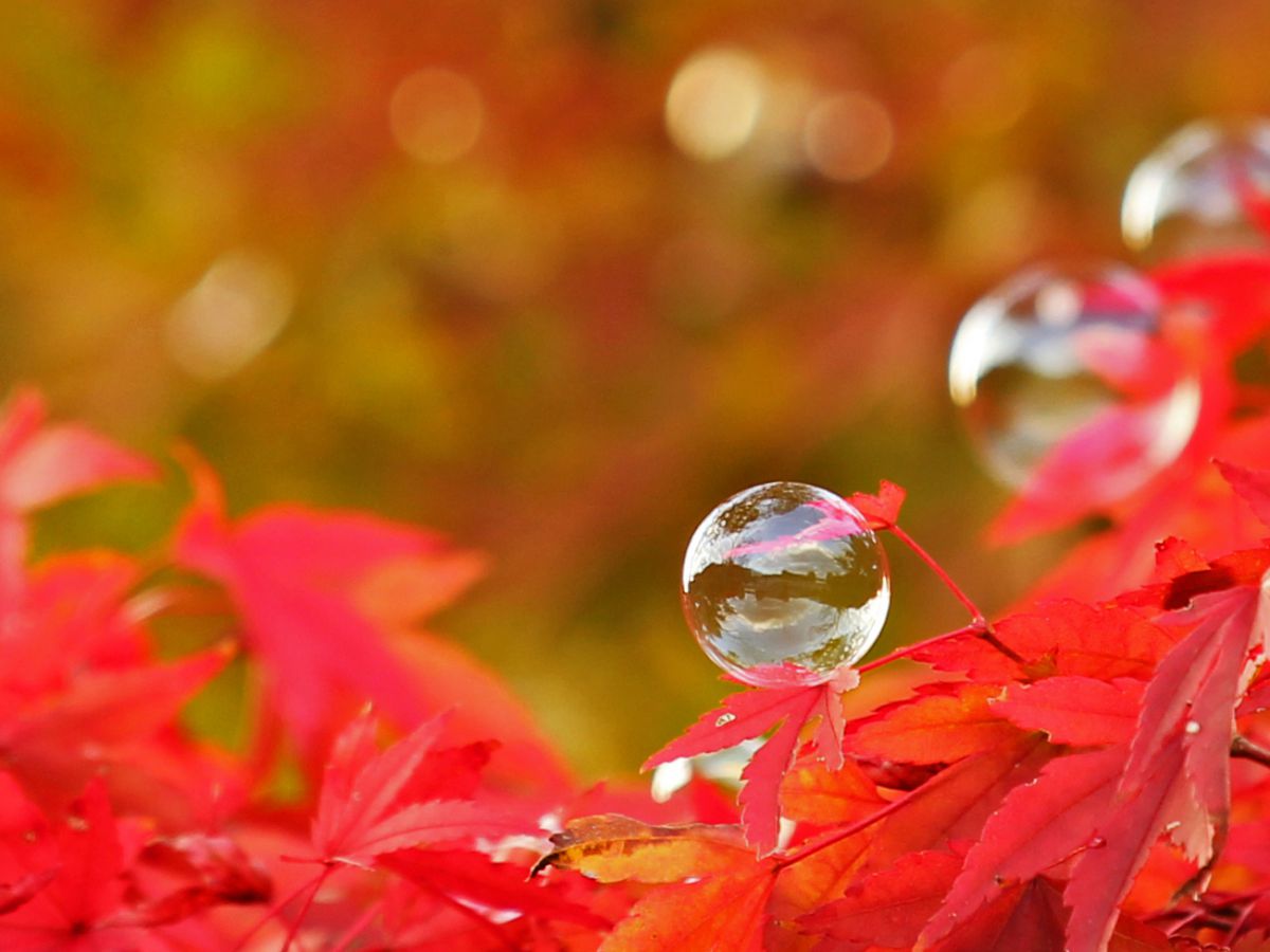 初秋の風 | GANREF