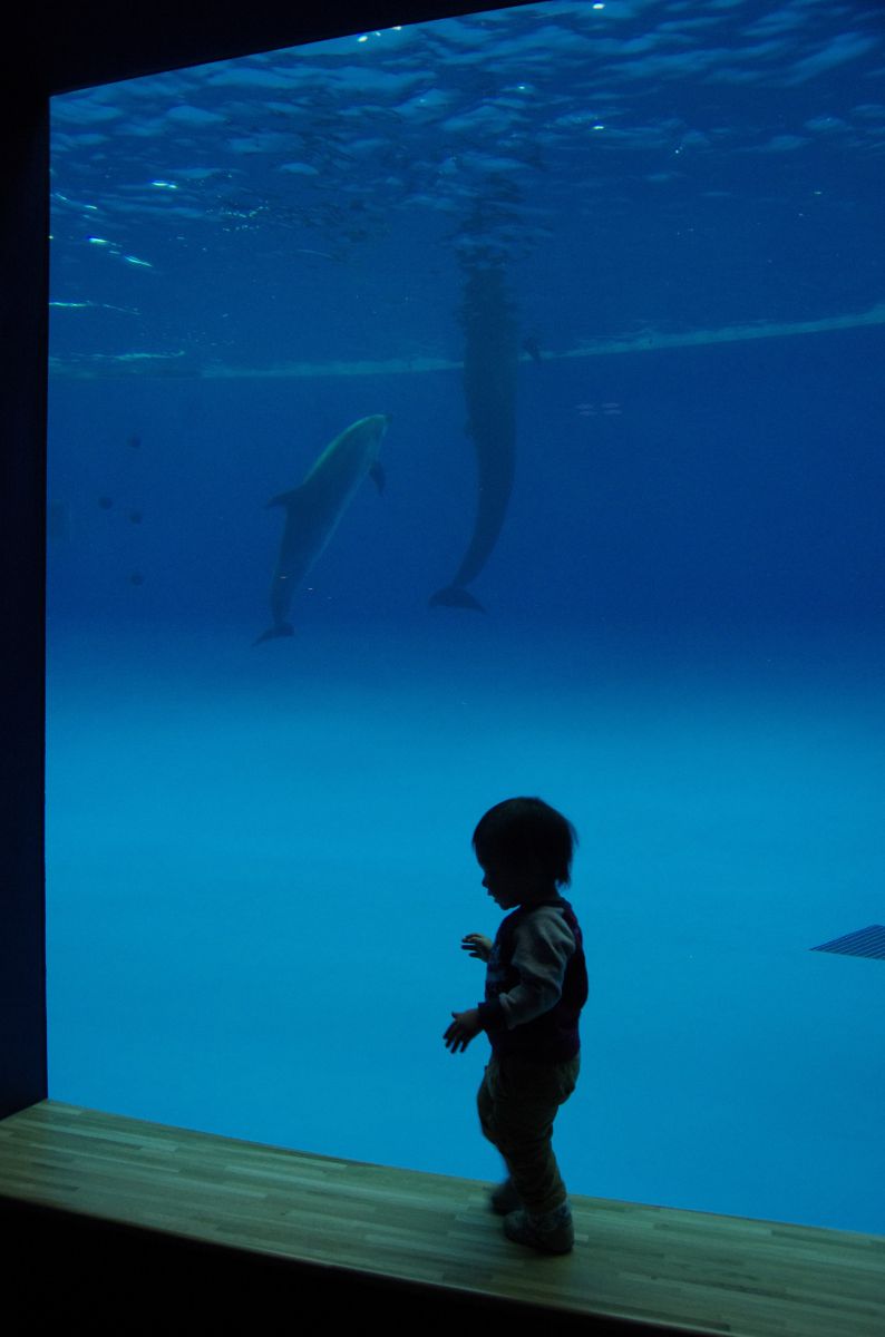 Dances with Dolphins | GANREF