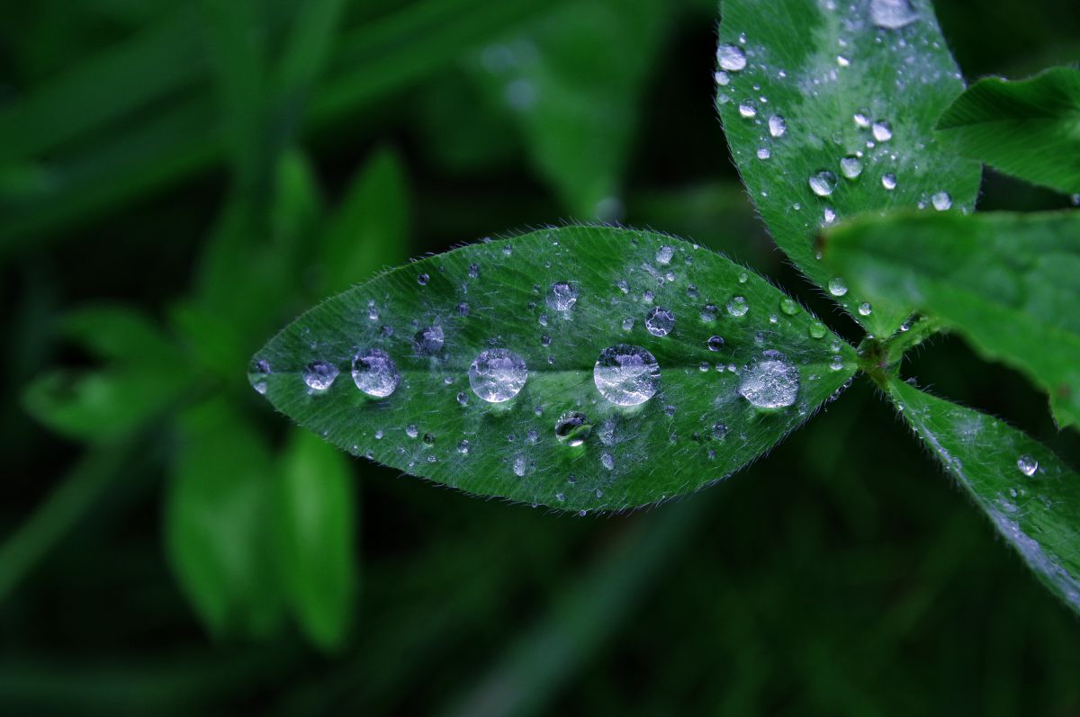 SHIZUKU quartet | GANREF