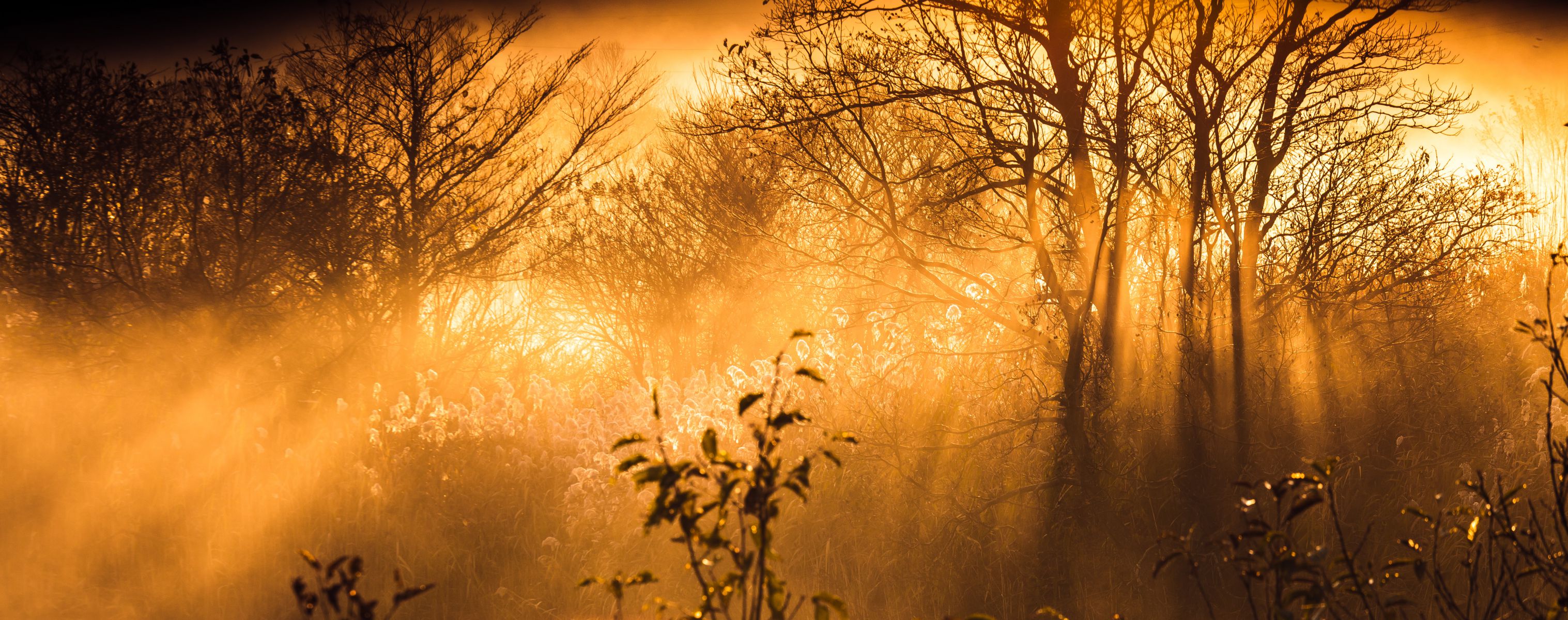 Morning mist | GANREF