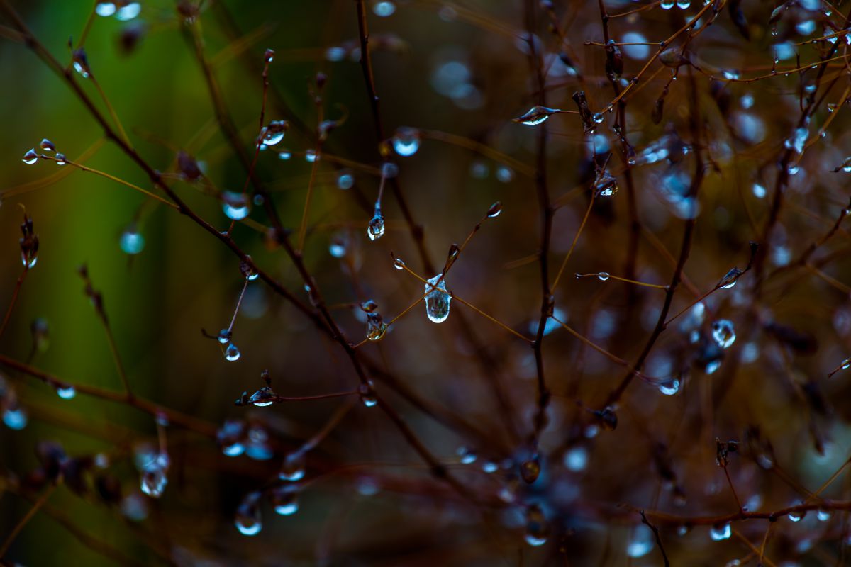 Drops | GANREF