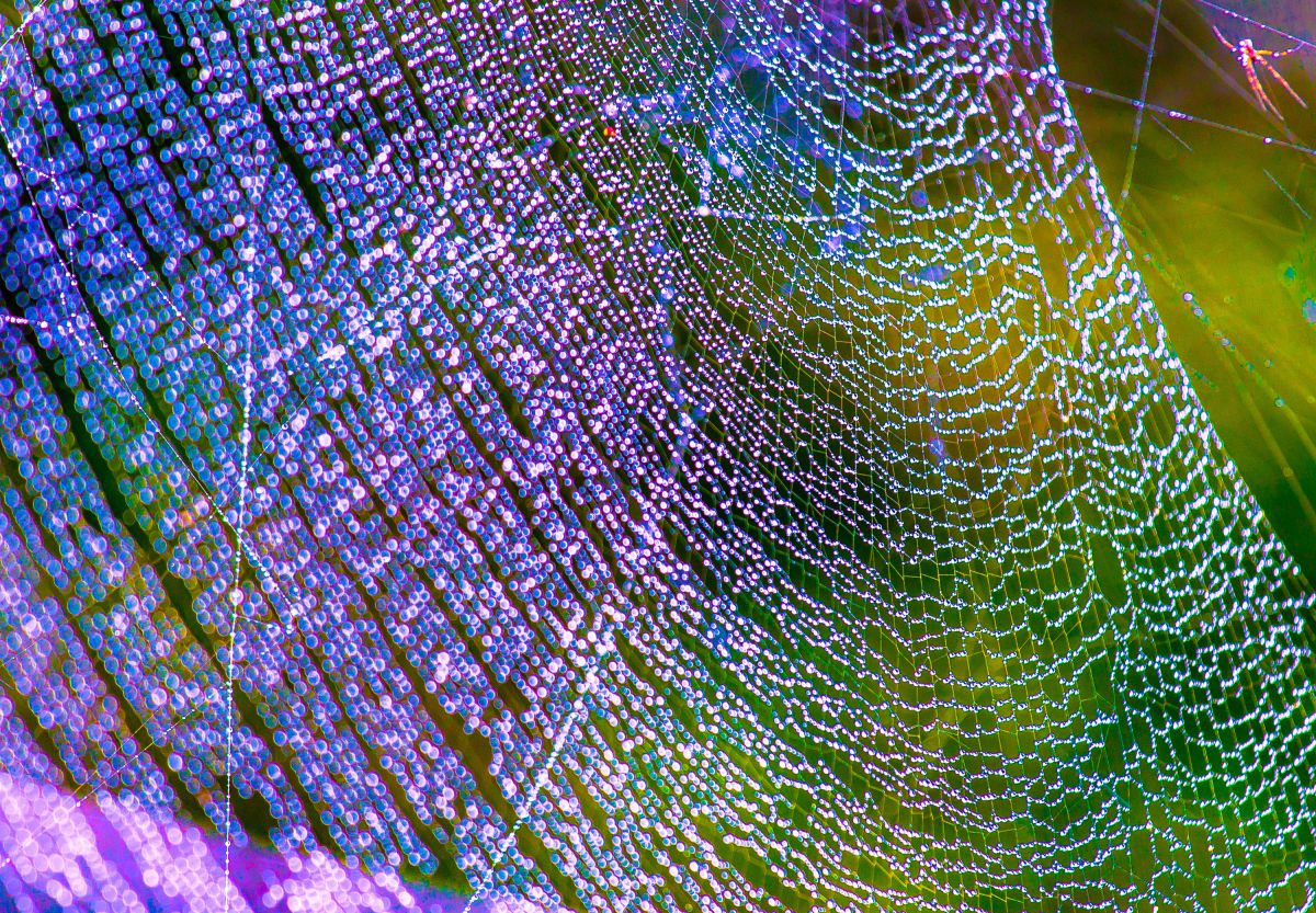 Solo performance Fantasy | GANREF