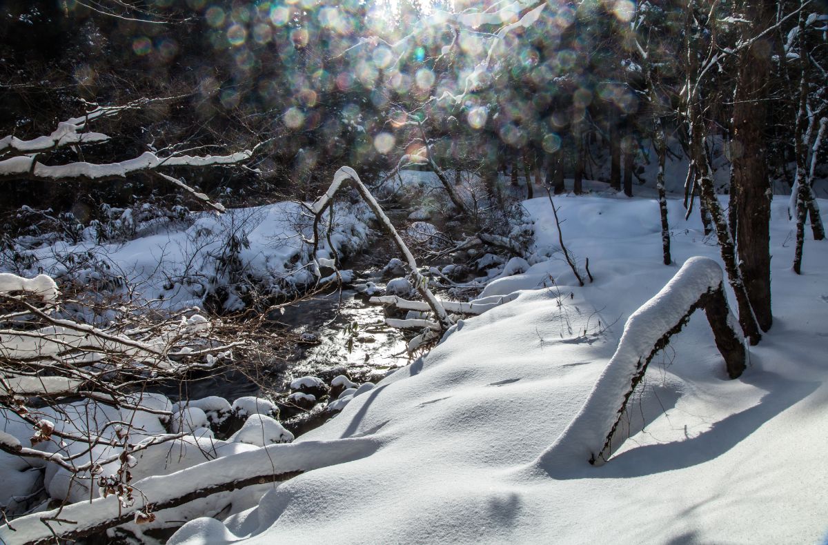 Snow shines | GANREF