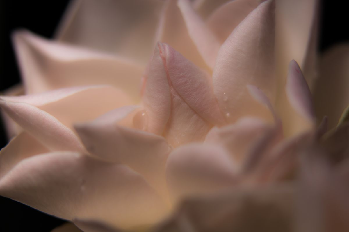 ROSE ～ Table top | GANREF