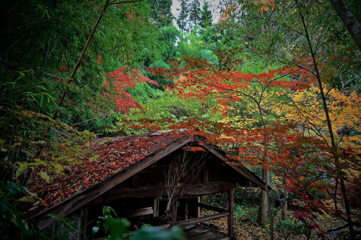 老舎に降る晩秋-01 | GANREF