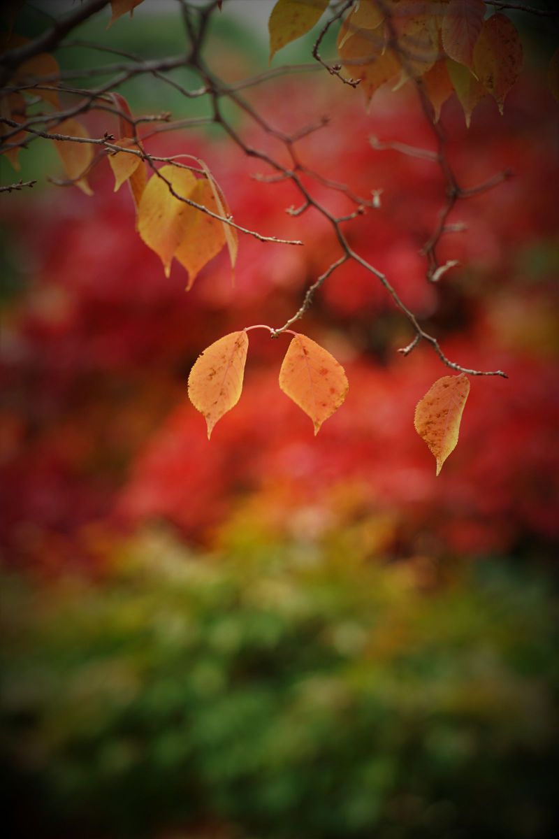 立冬の庭園にて-04 | GANREF