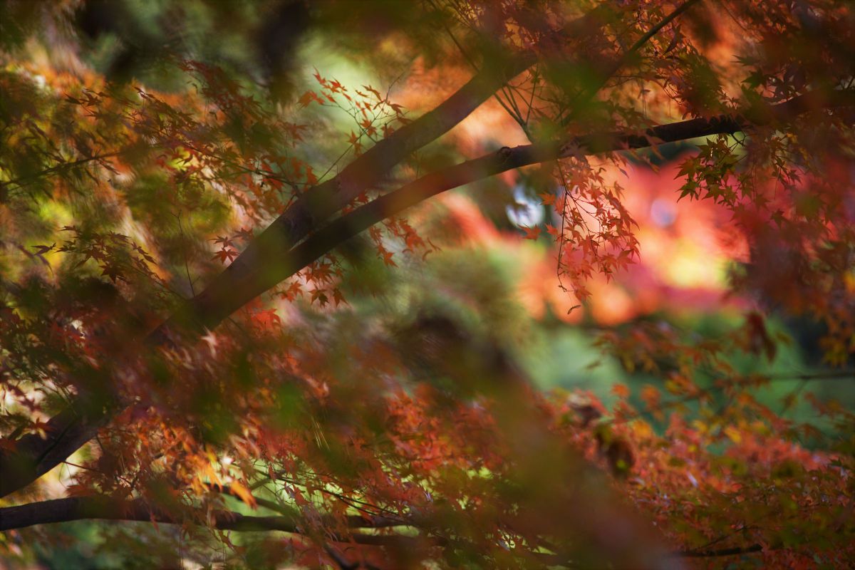 紅い幻想-01 | GANREF