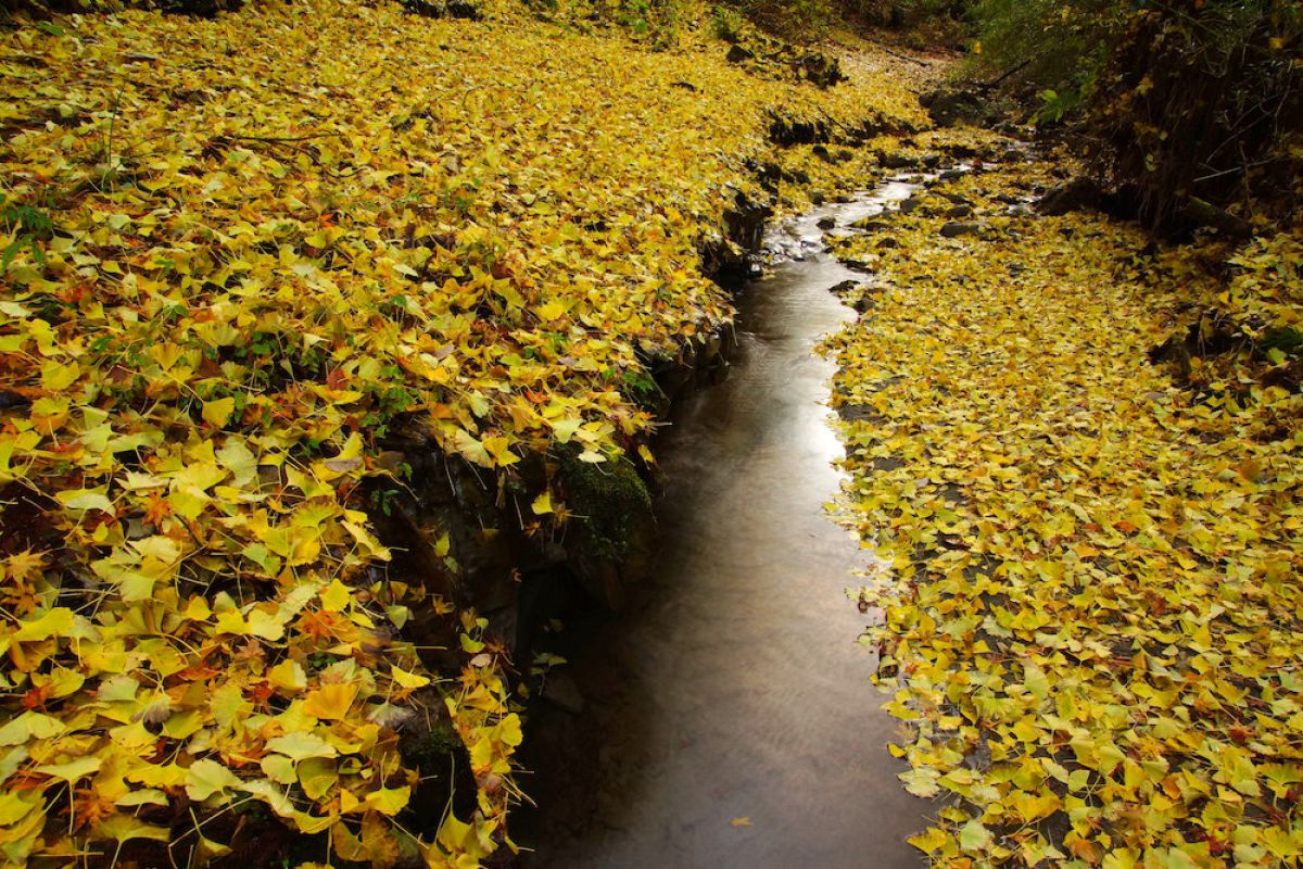 Yellow road | GANREF