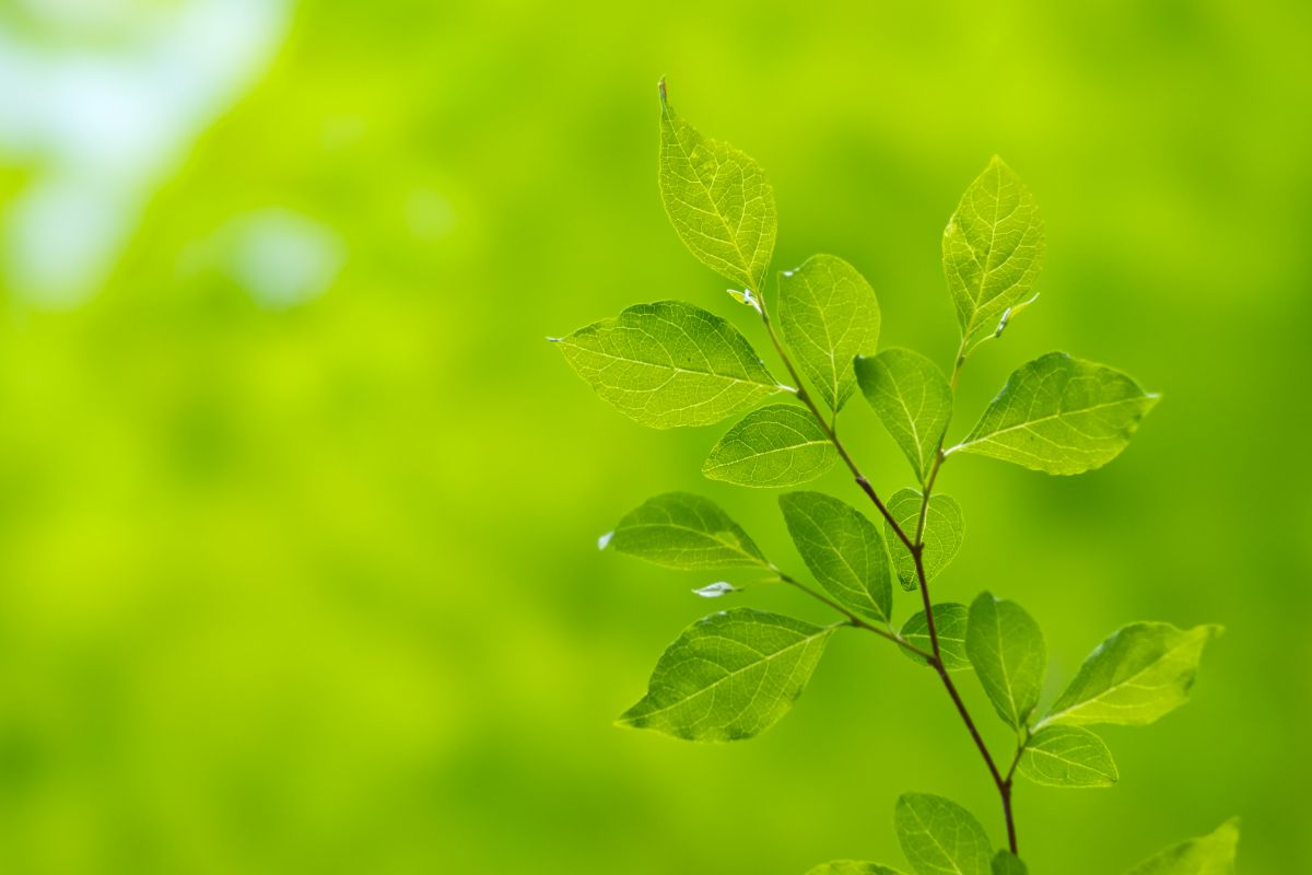 fresh green | GANREF