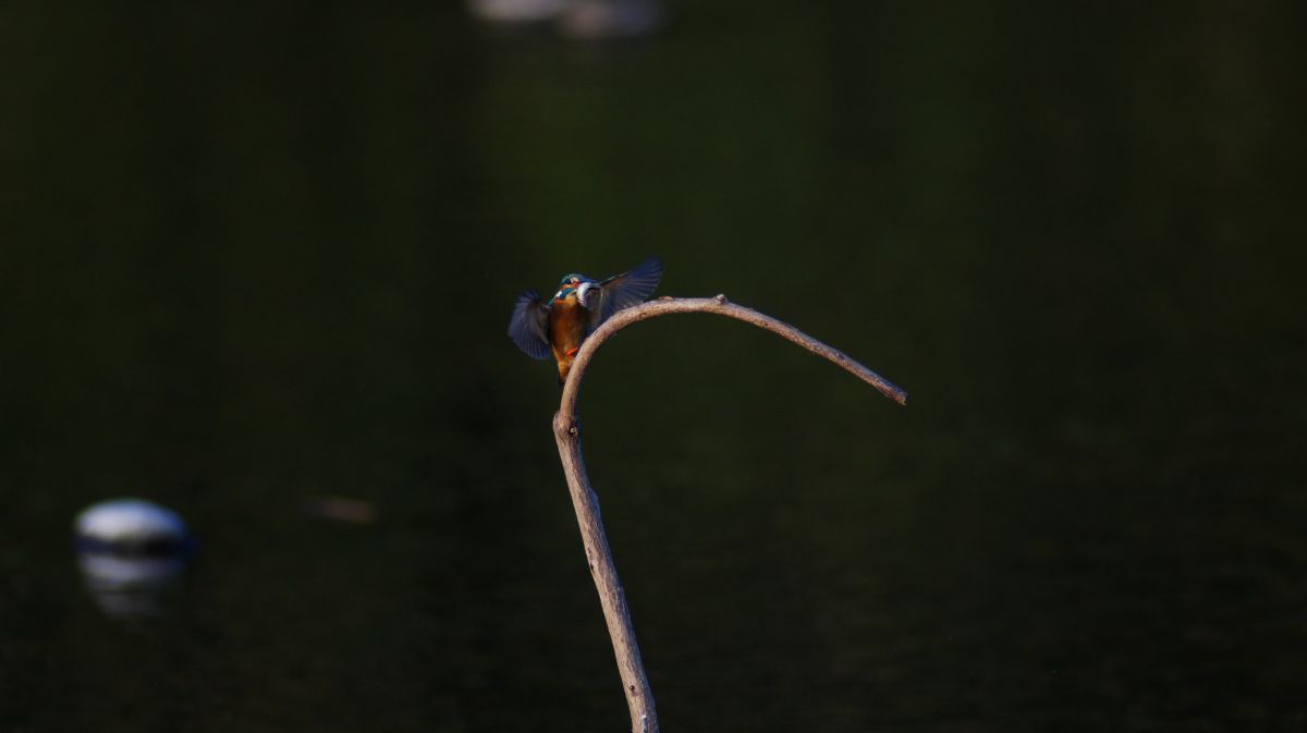 NEX-5でカワセミ始め.jpg | GANREF