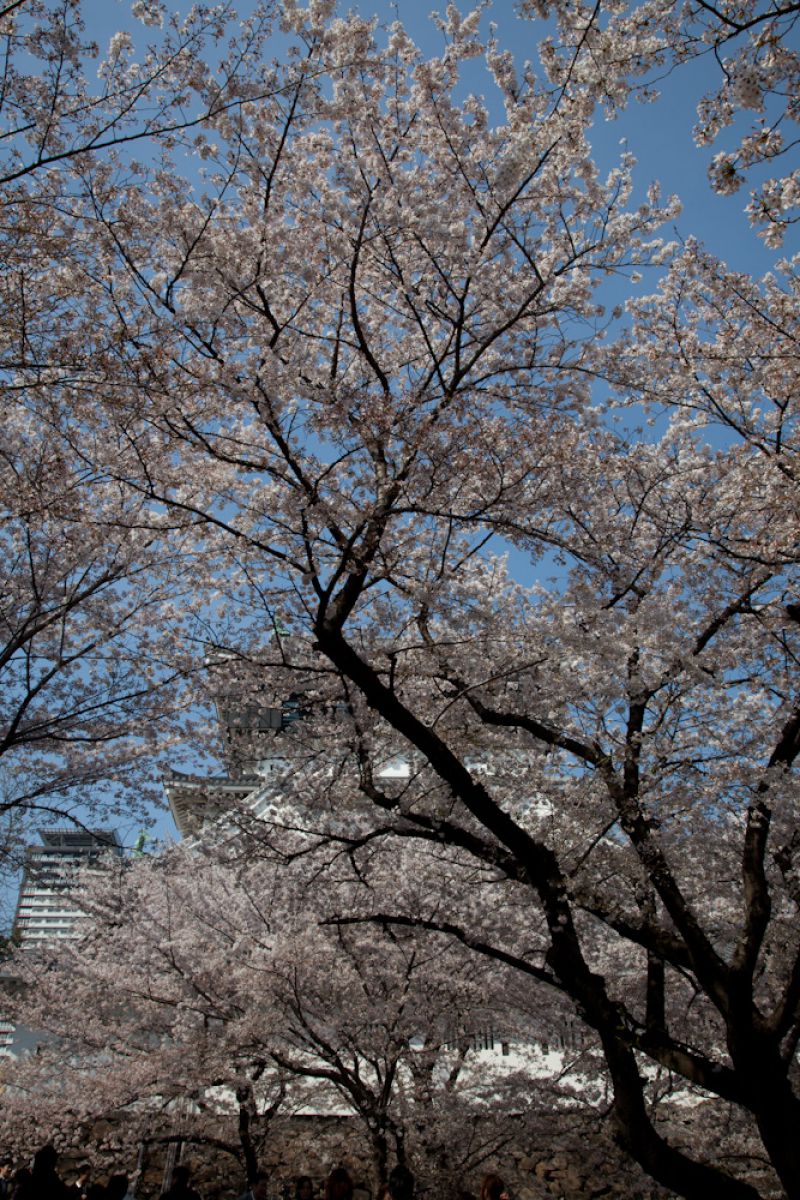 桜と城 | GANREF
