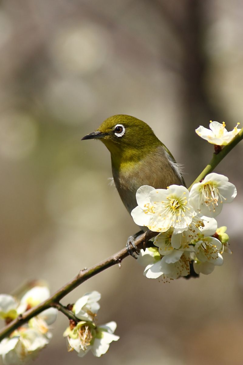 おすまし | GANREF