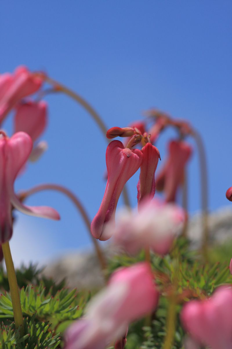 お山の妖精3 | GANREF