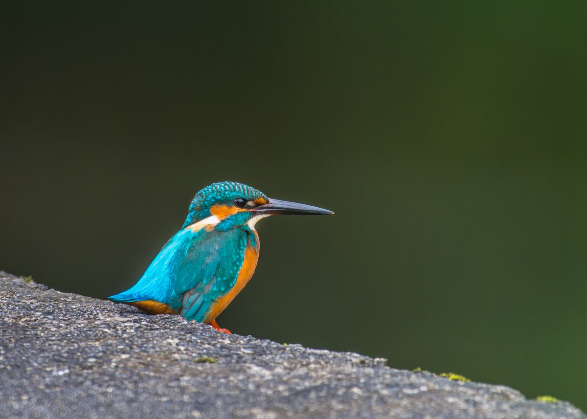 カワセミ君 | GANREF