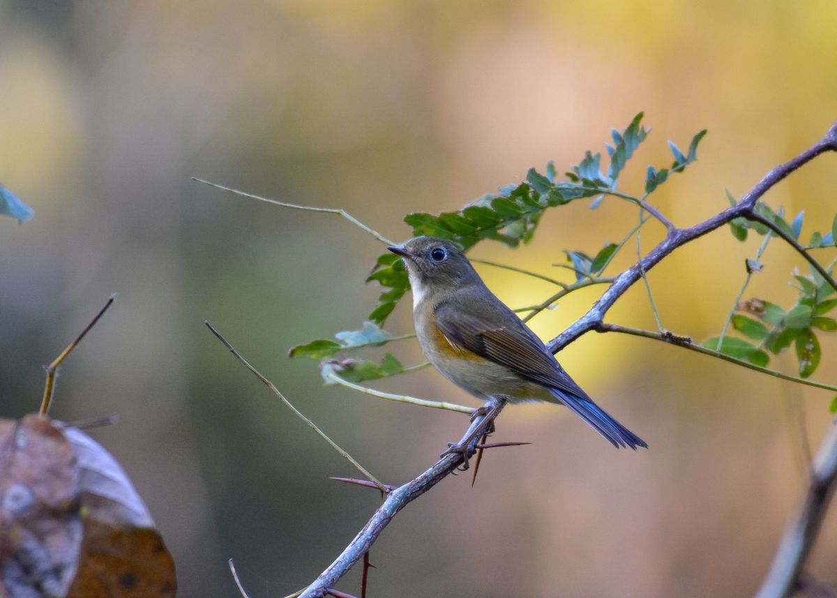 ルリビの雌 | GANREF