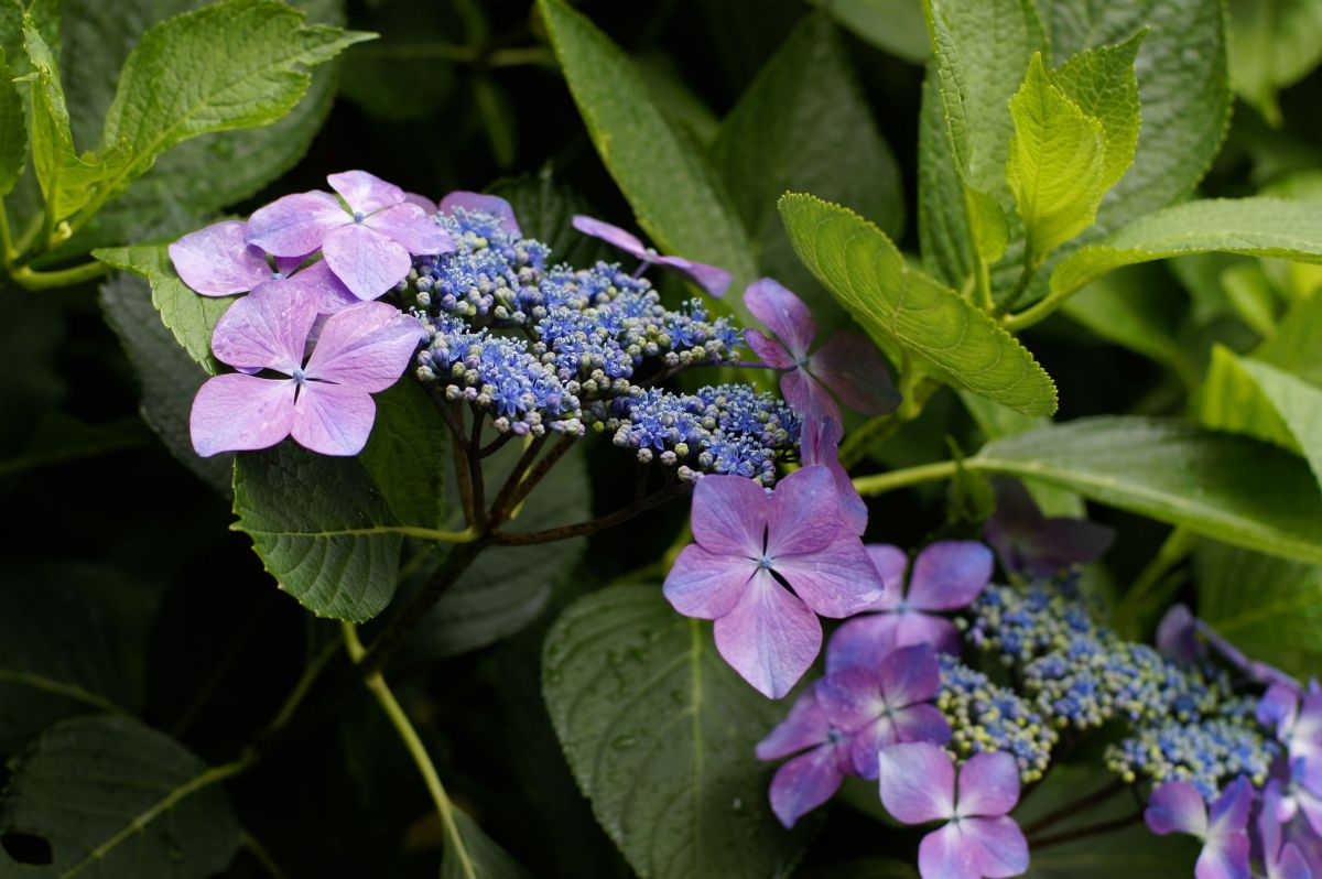 Wet red purple | GANREF