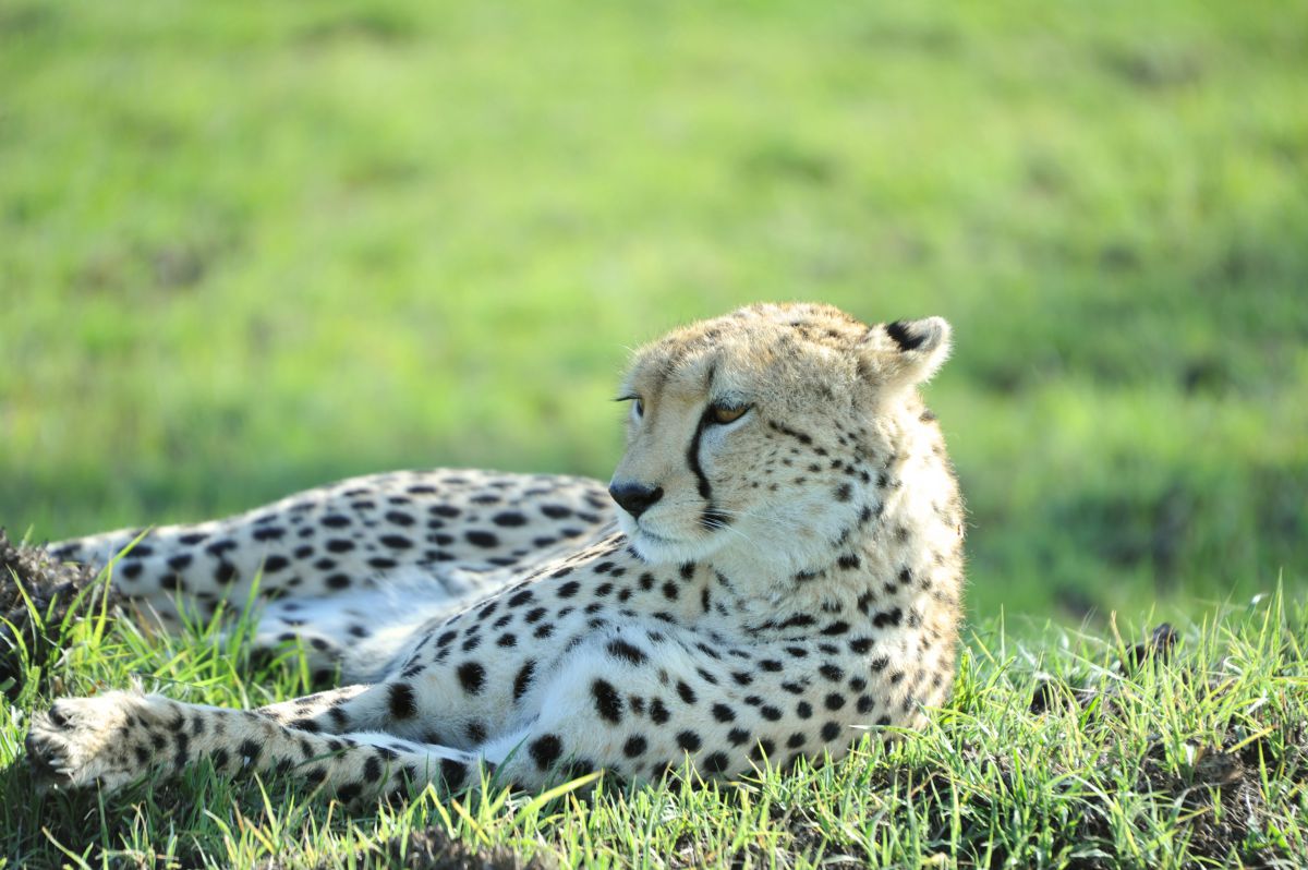 Beauty in the Wild | GANREF