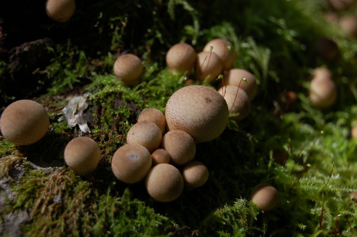 うまそう | GANREF