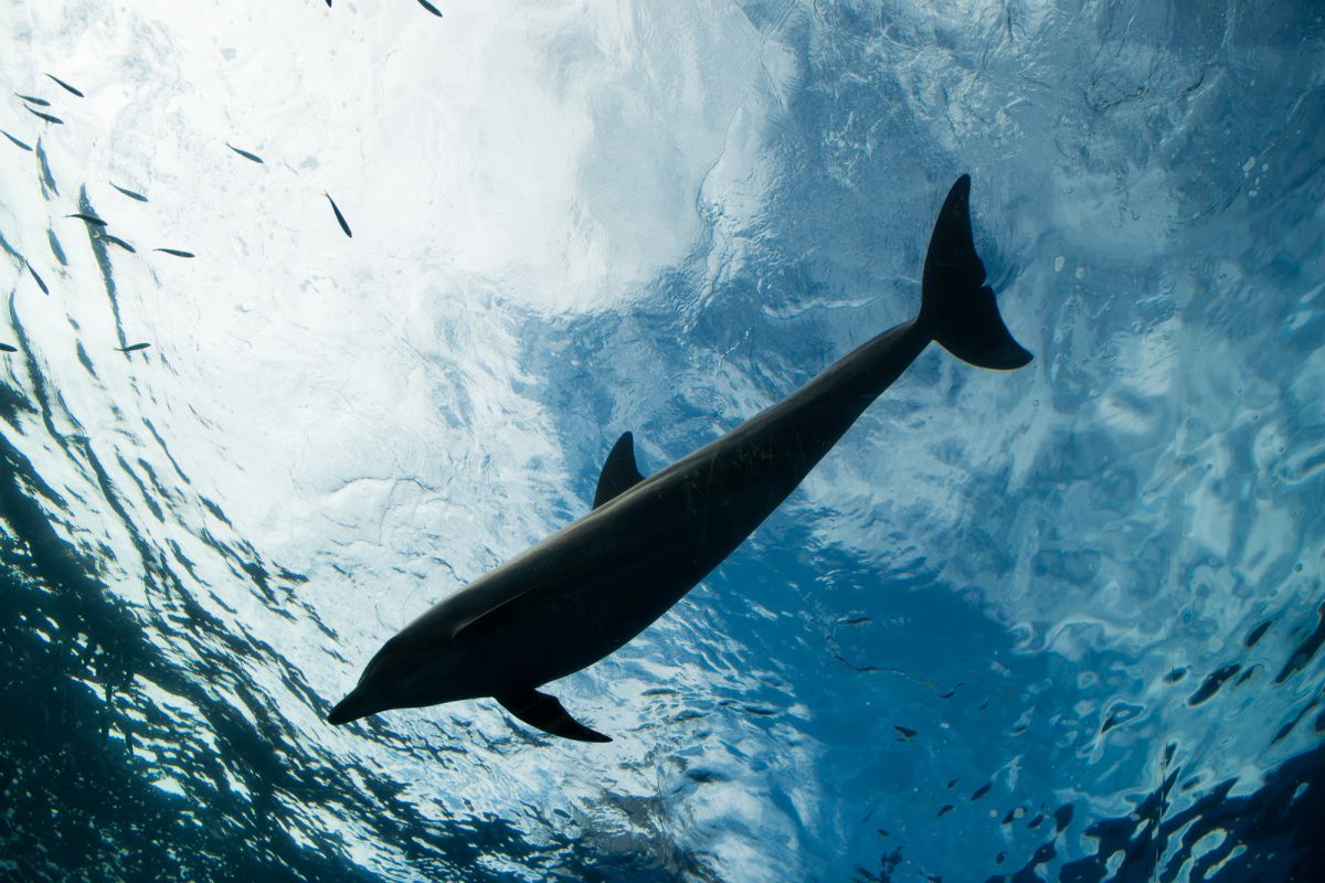 Dolphin Fantasy | GANREF