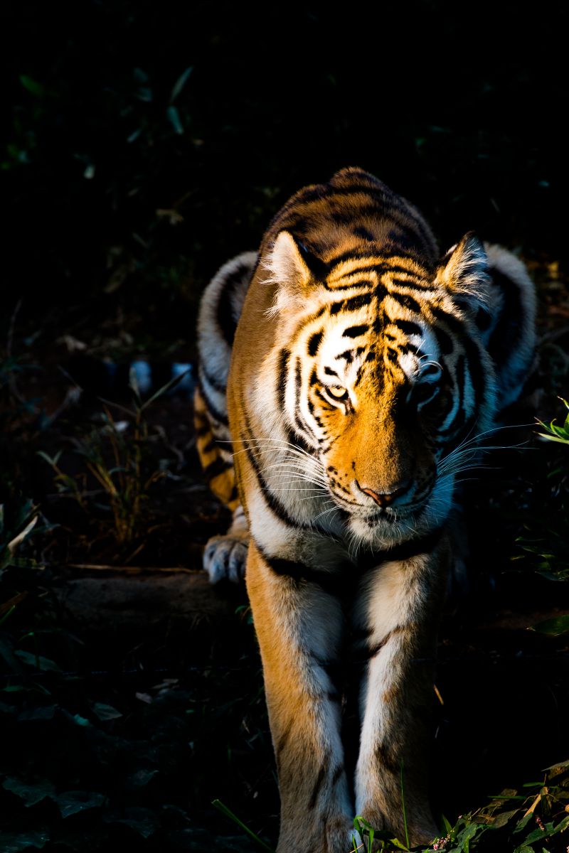 虎視眈々 | GANREF