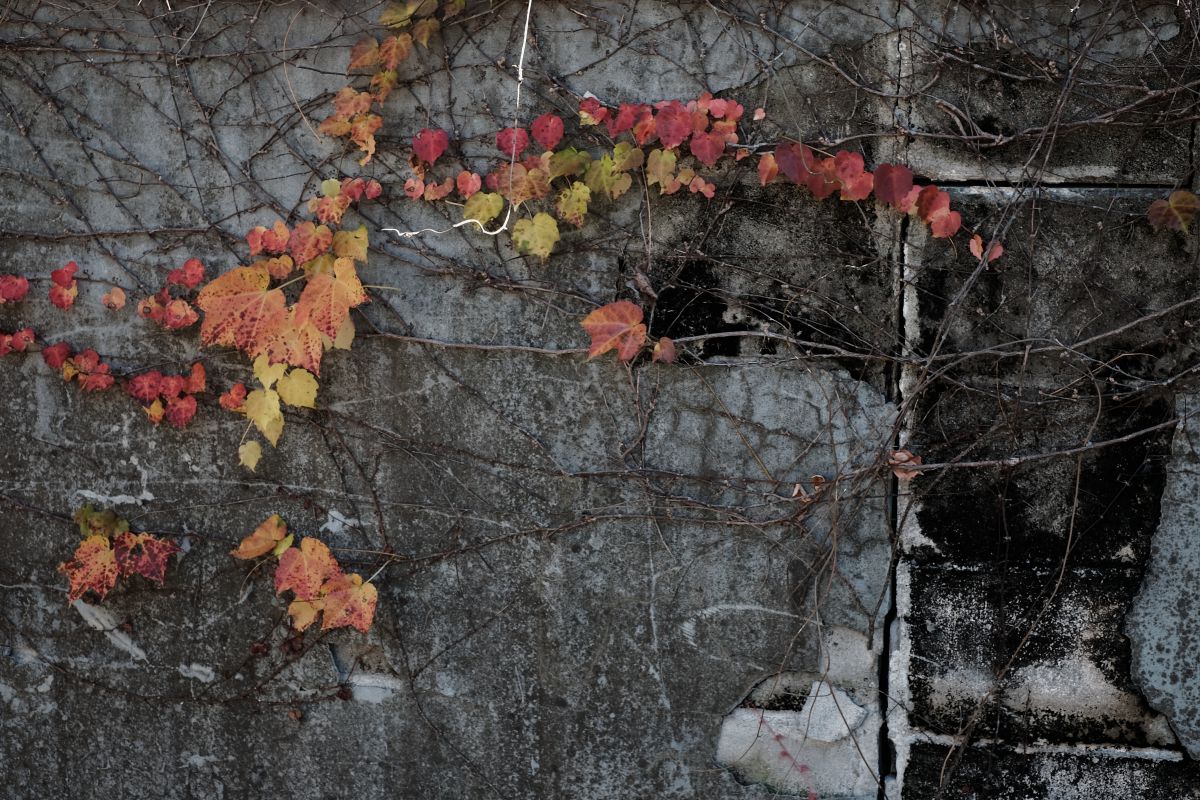 ひっそり紅葉 | GANREF