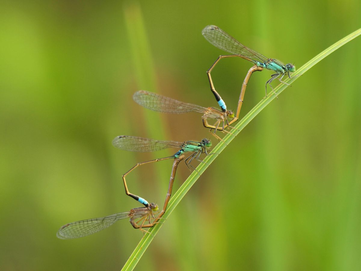 Couples Ⅱ | GANREF