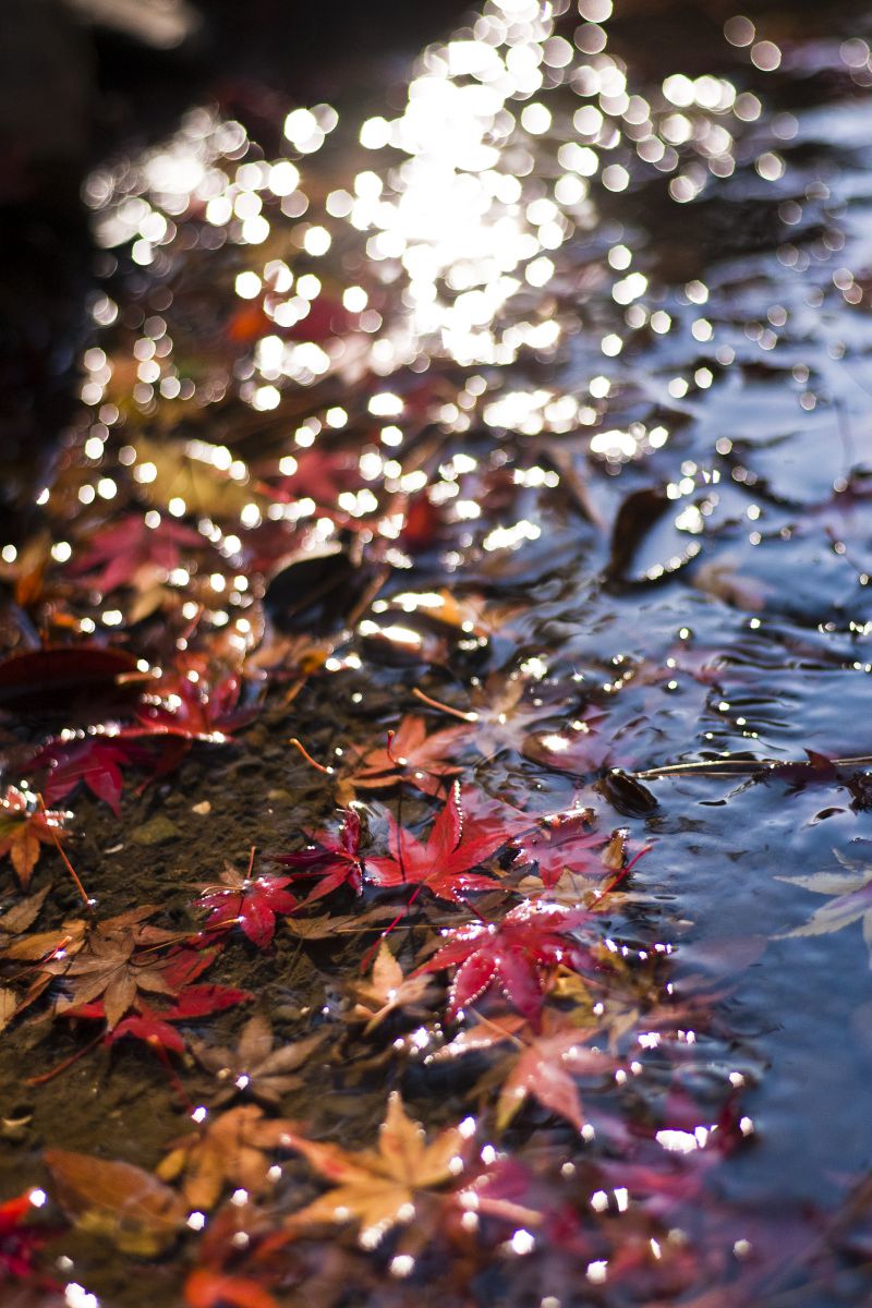 Autumn Colors | GANREF