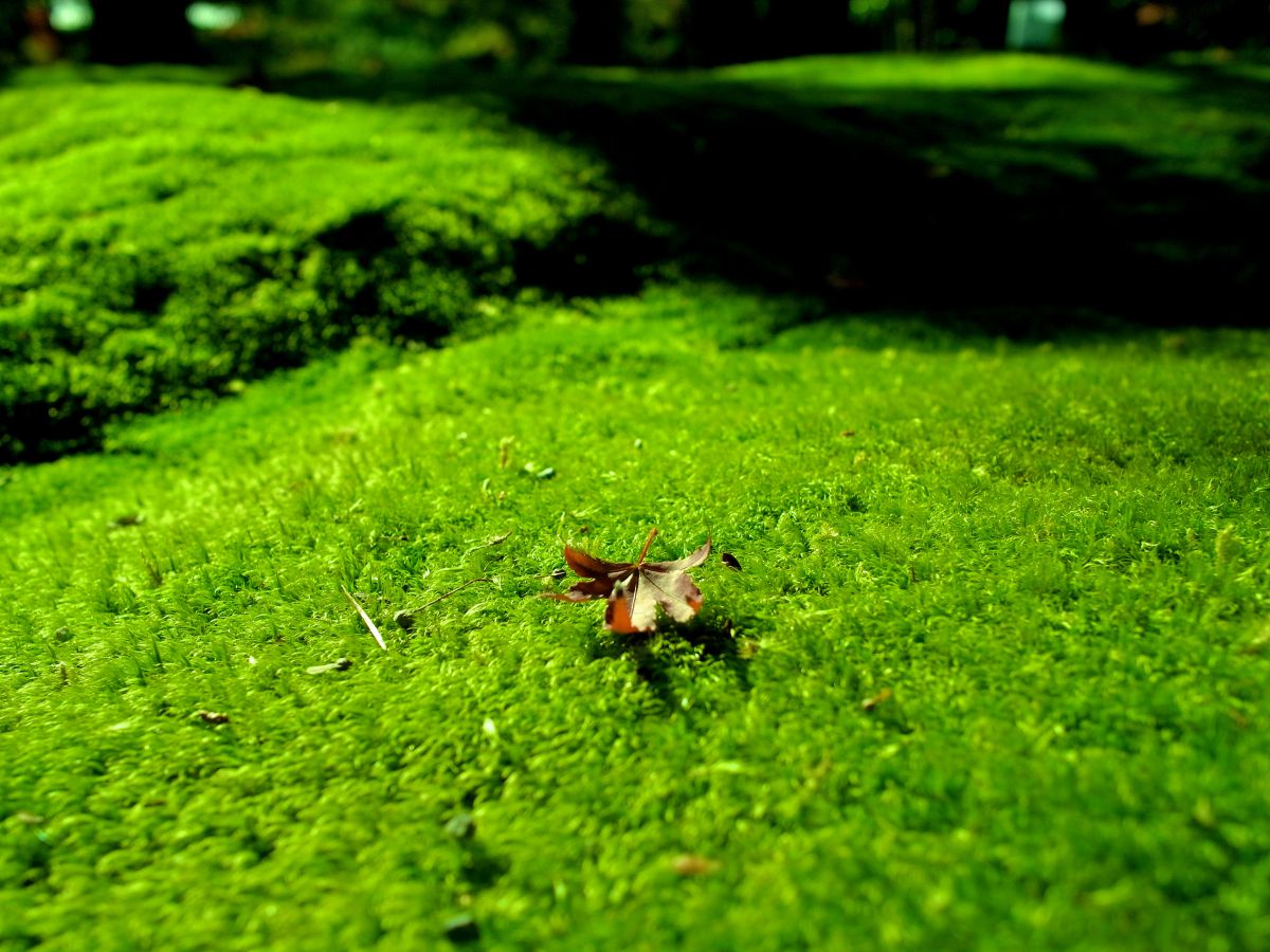 ふかふか | GANREF