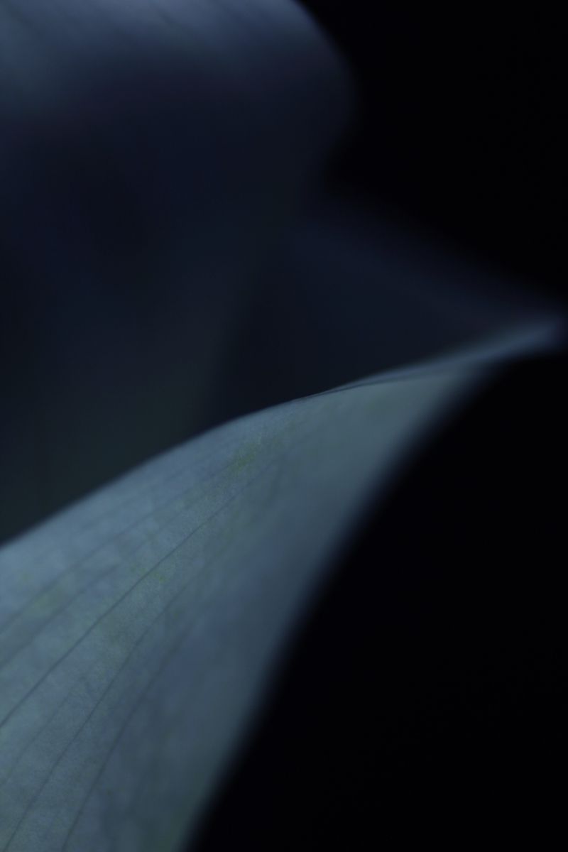 truth or not | GANREF