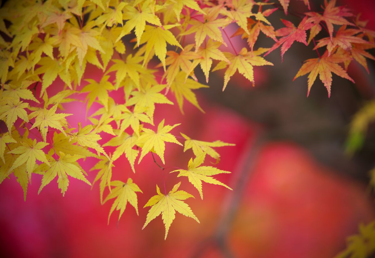 Yellow leaf | GANREF