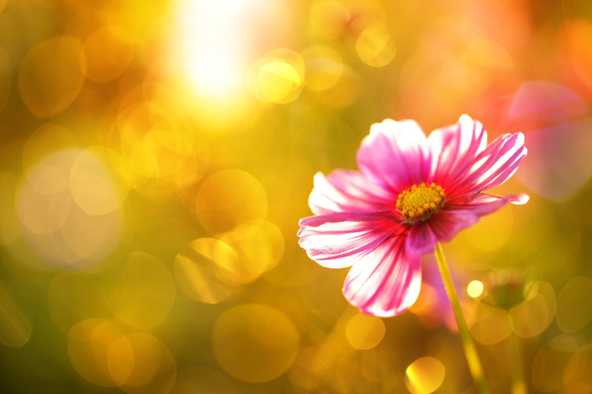 Morning shot！ | GANREF