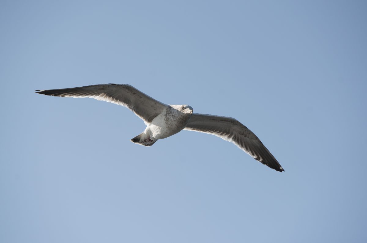 ウミネコと戯れる | GANREF