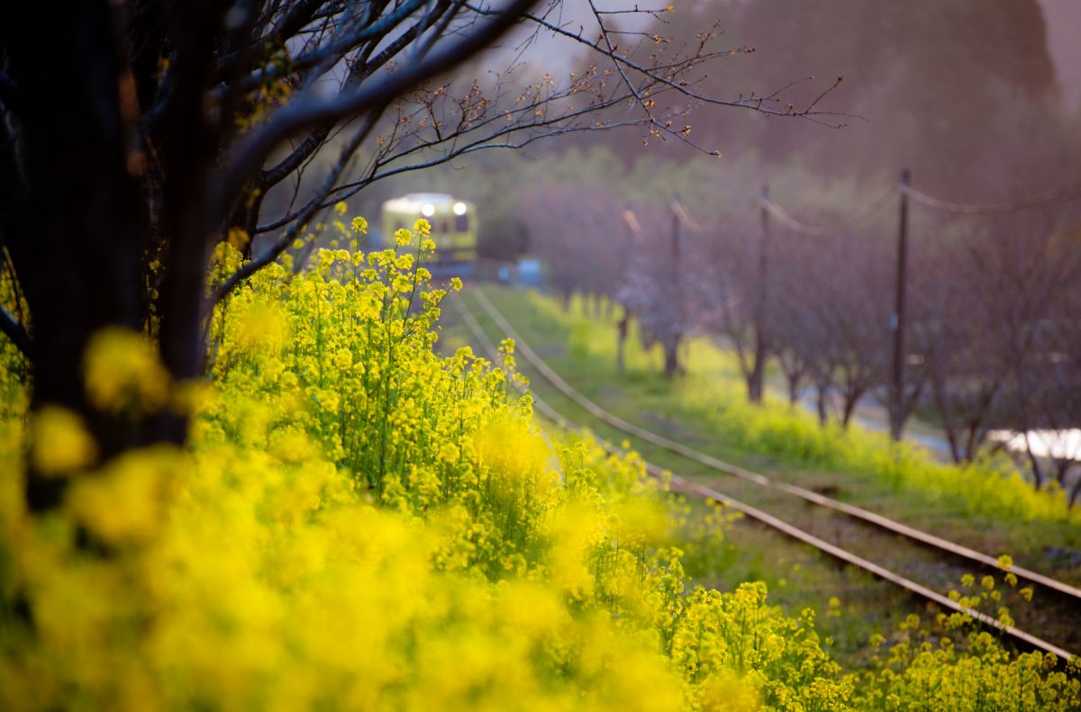 Spring color | GANREF