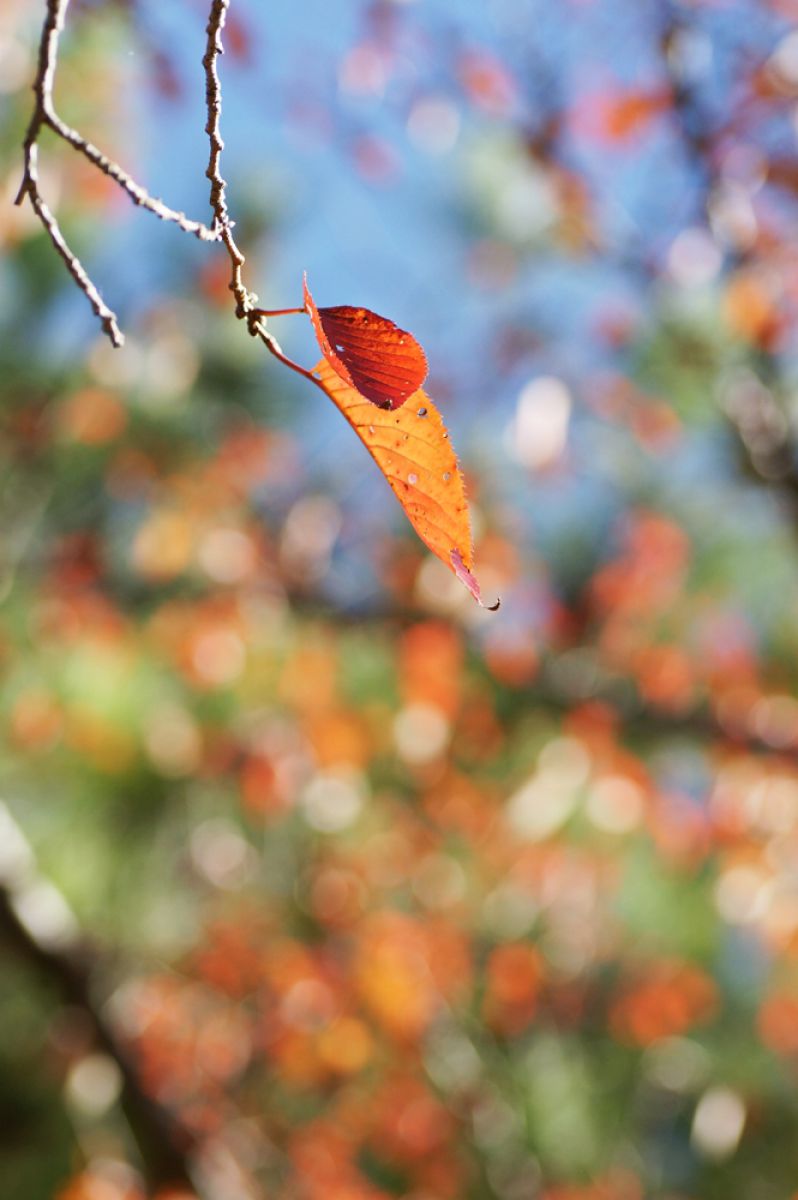 秋のにぎわい | GANREF