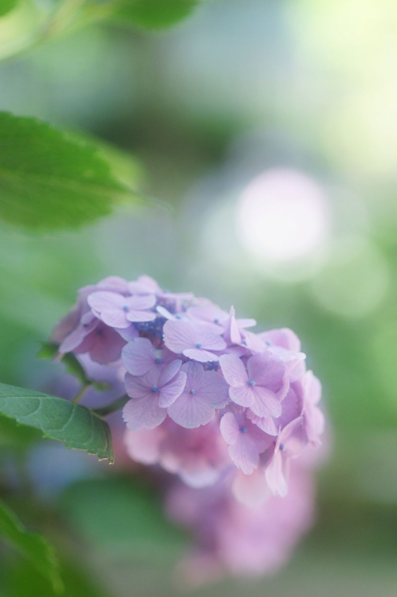 夢見る紫陽花 | GANREF
