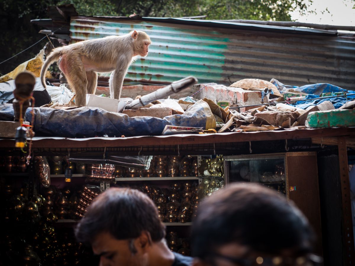 Monkey in Varanasi | GANREF