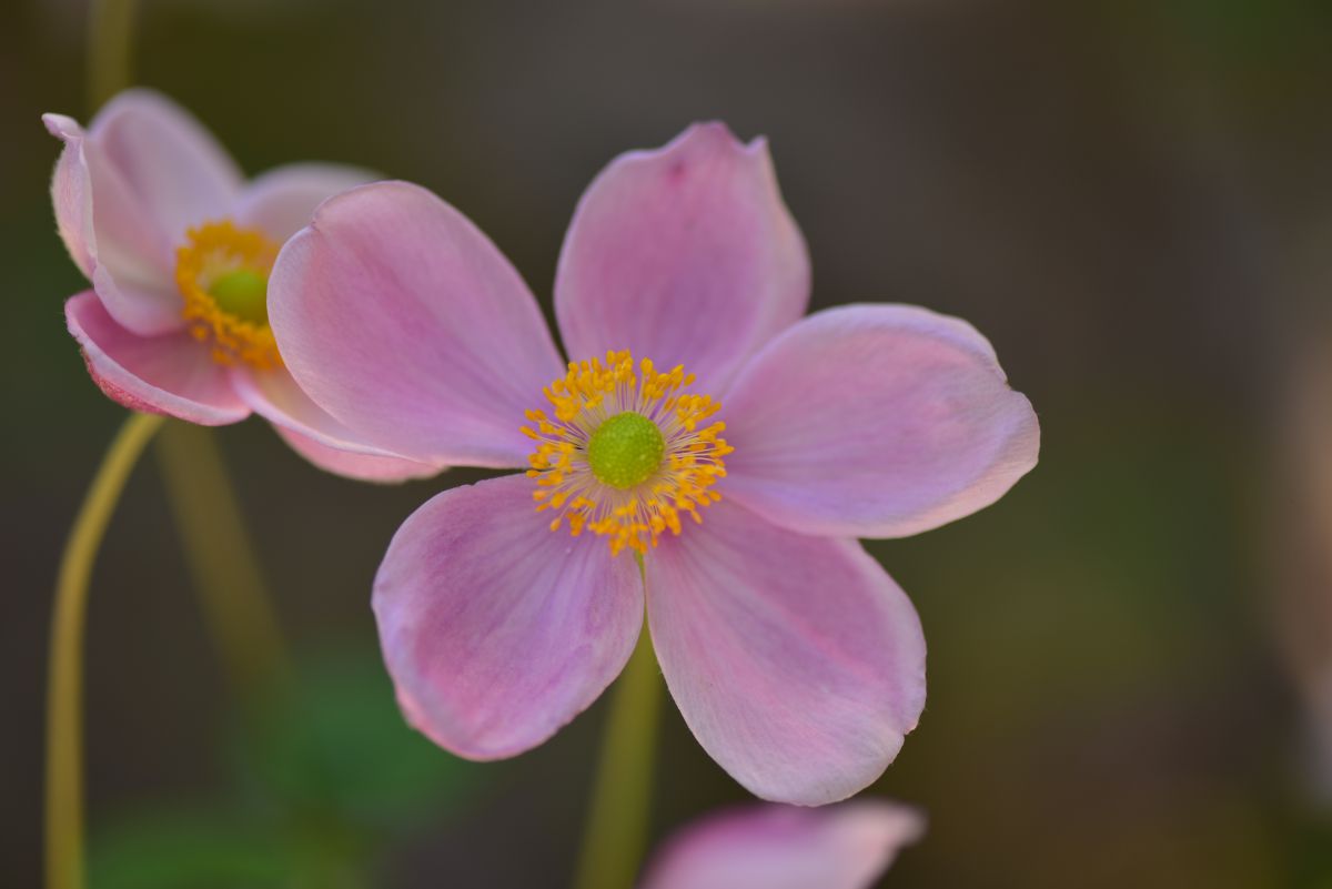 Japanese anemone | GANREF